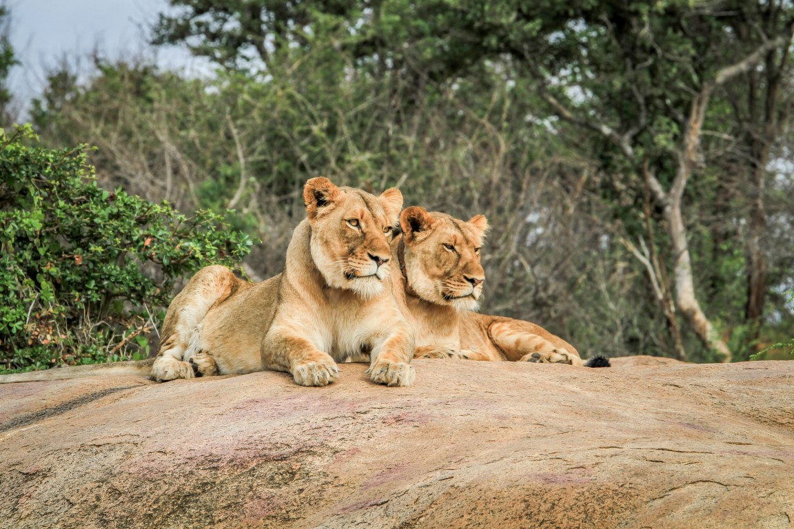 Best Places to See Lions in the Kruger