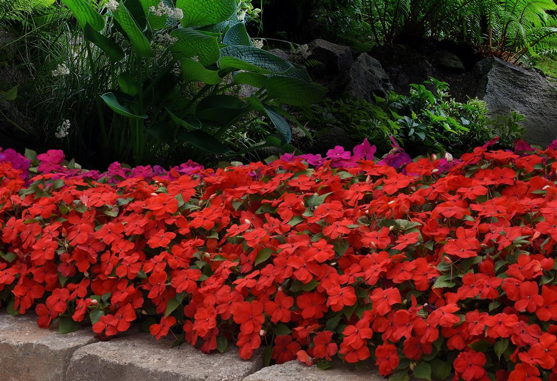 We’re planting…sensational summer impatiens | Eyethu News